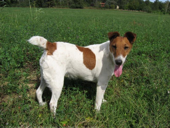 Le Fox Terrier à poil lisse - Le blog de La Ferme des Animaux