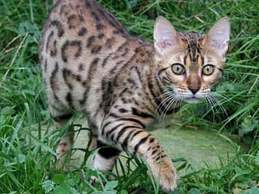 Le Bengal - Le blog de La Ferme des Animaux