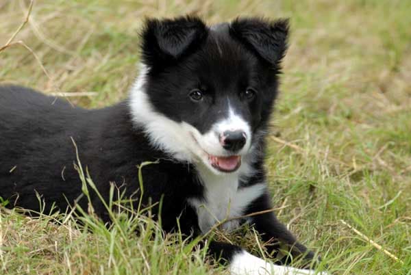 Le Border Collie - Le blog de La Ferme des Animaux