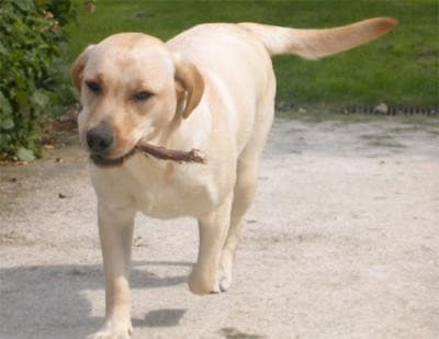 Le Labrador - Le blog de La Ferme des Animaux