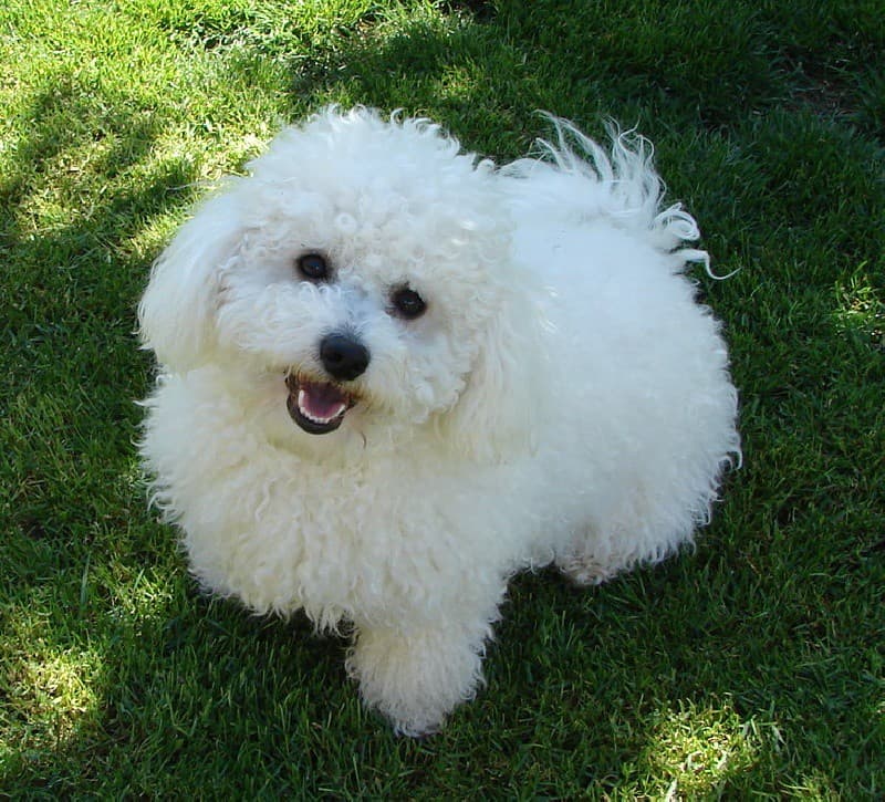 Le Bichon Frisé - Le blog de La Ferme des Animaux