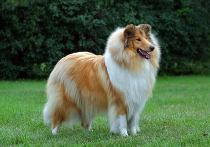 Le Colley - Le blog de La Ferme des Animaux