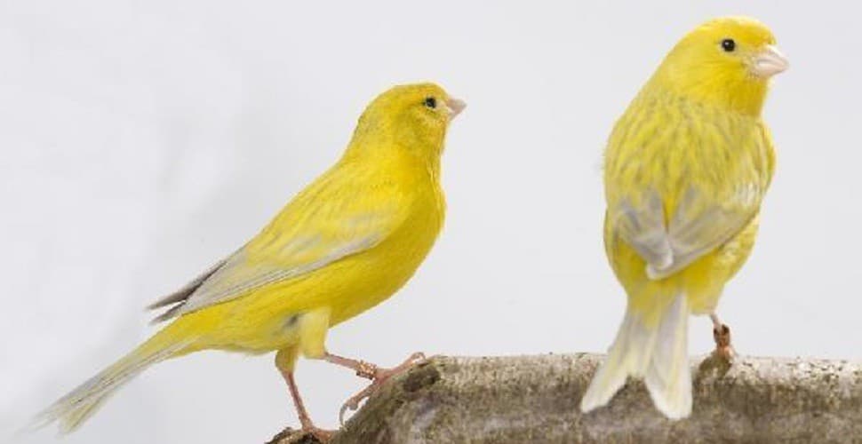 Le Canari - Le blog de La Ferme des Animaux