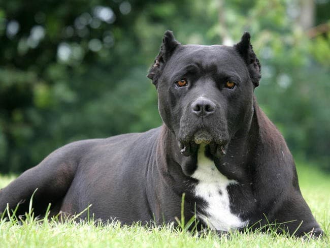Le Cane Corso - Le blog de La Ferme des Animaux