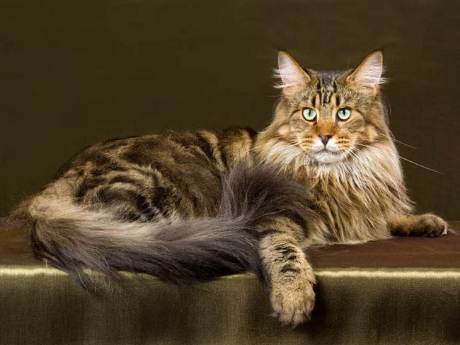 Le Maine Coon - Le blog de La Ferme des Animaux