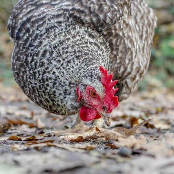 Poule grise : tout savoir sur cette poule pondeuse rustique - Le Blog ...
