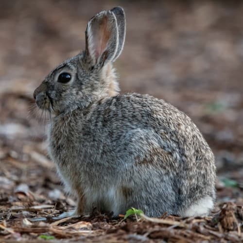 Comment savoir si un lapin est rongeur